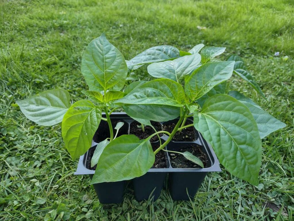 Complete Guide: Starting Pepper Seeds Indoors