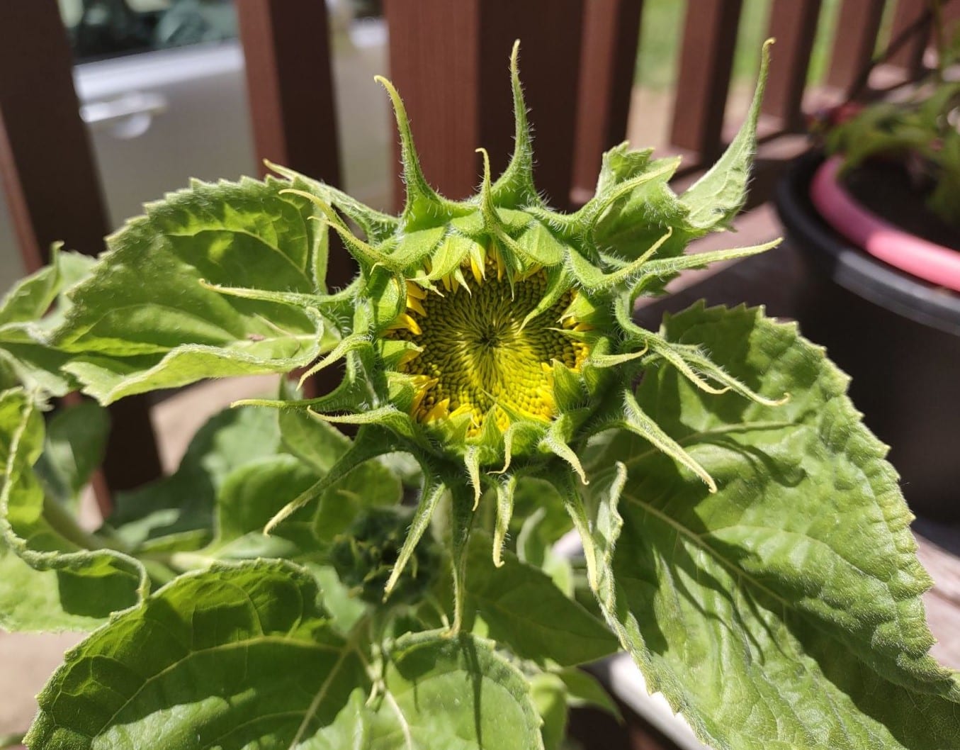 Growing Stages of Sunflowers: A Journey from Seed to Flower | Friendly ...