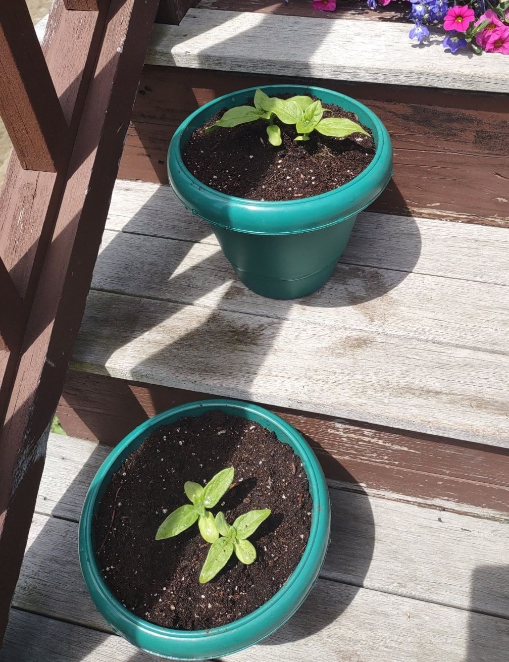 Growing Stages of Sunflowers: A Journey from Seed to Flower | Friendly ...