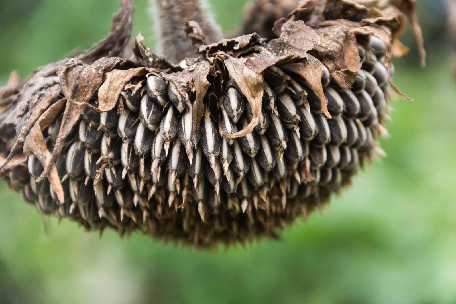 Growing Stages of Sunflowers: A Journey from Seed to Flower | Friendly ...